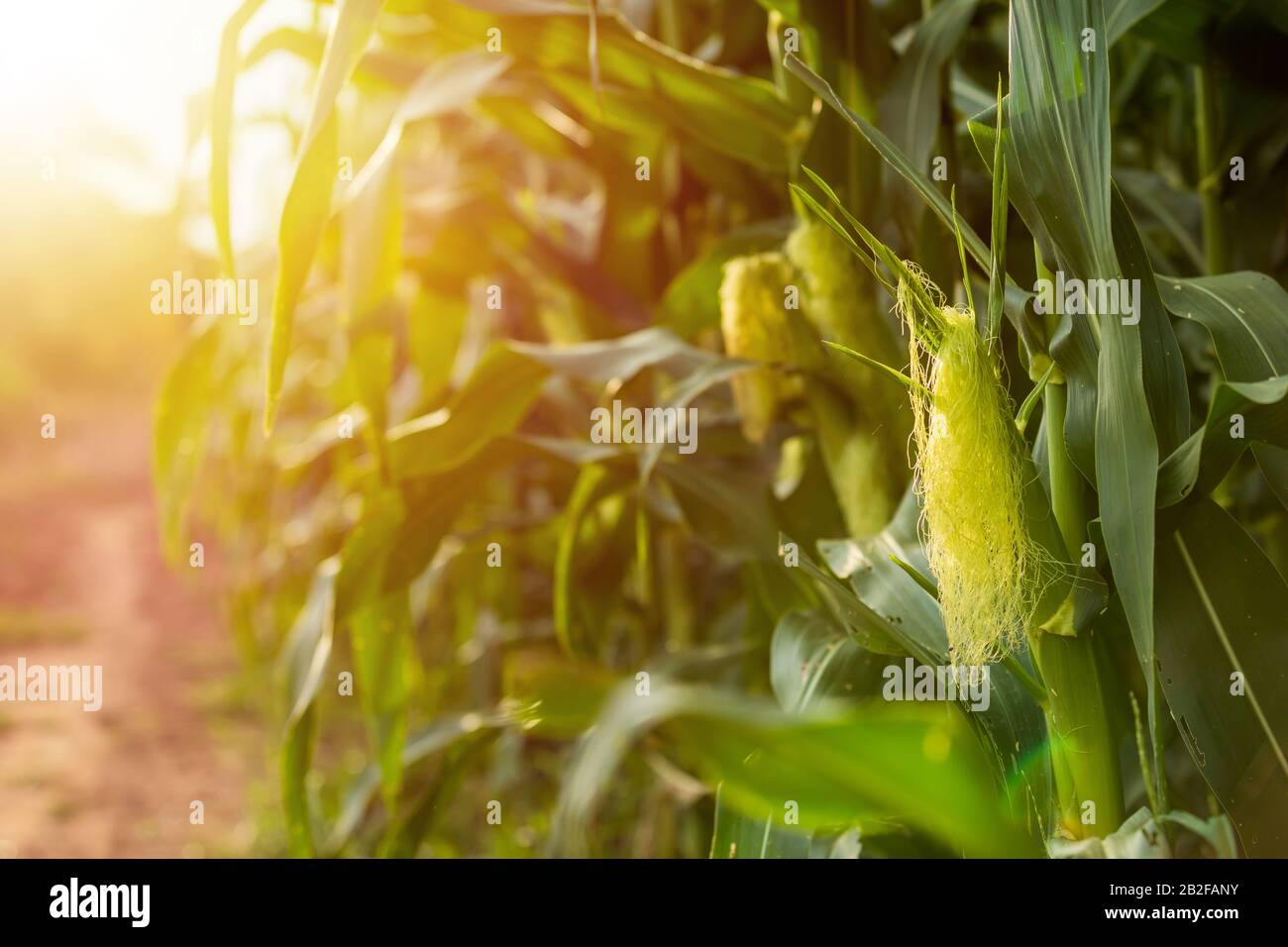 Green corn field, Row of corn plantation in Thailand. Shoot in sunset ...