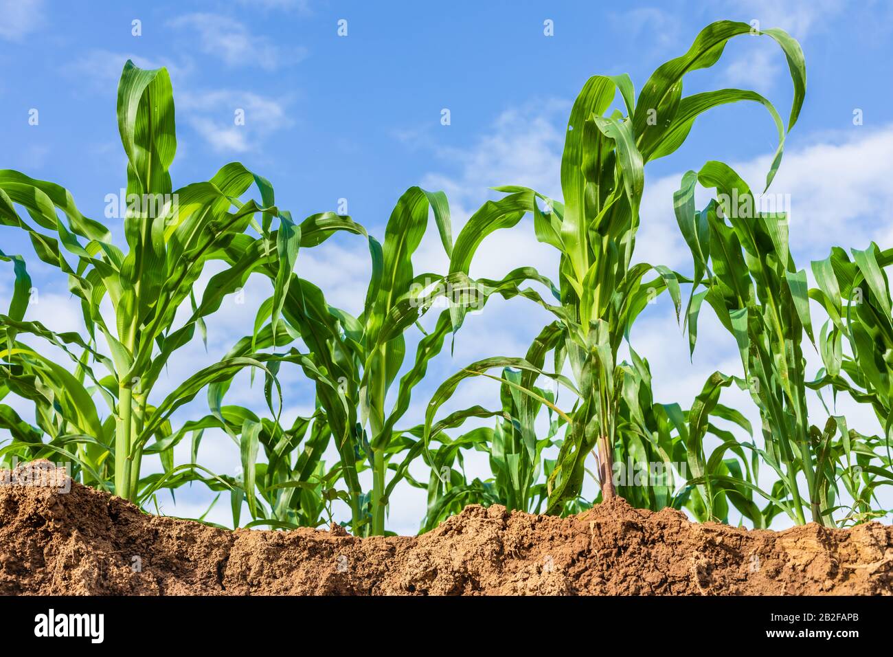 Young green corn field, Row of corn plantation near sliding soil ...