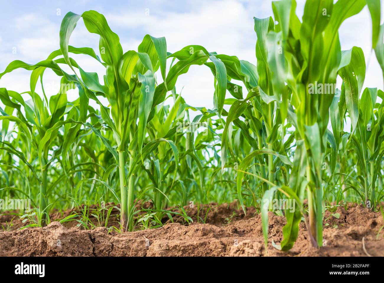 Young green corn field, Row of corn plantation near sliding soil ...