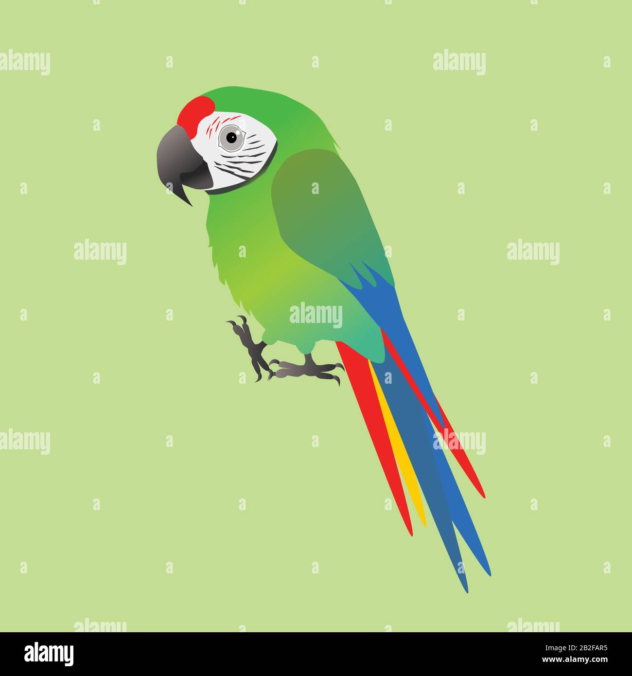 Cartoon macaw hi-res stock photography and images - Alamy
