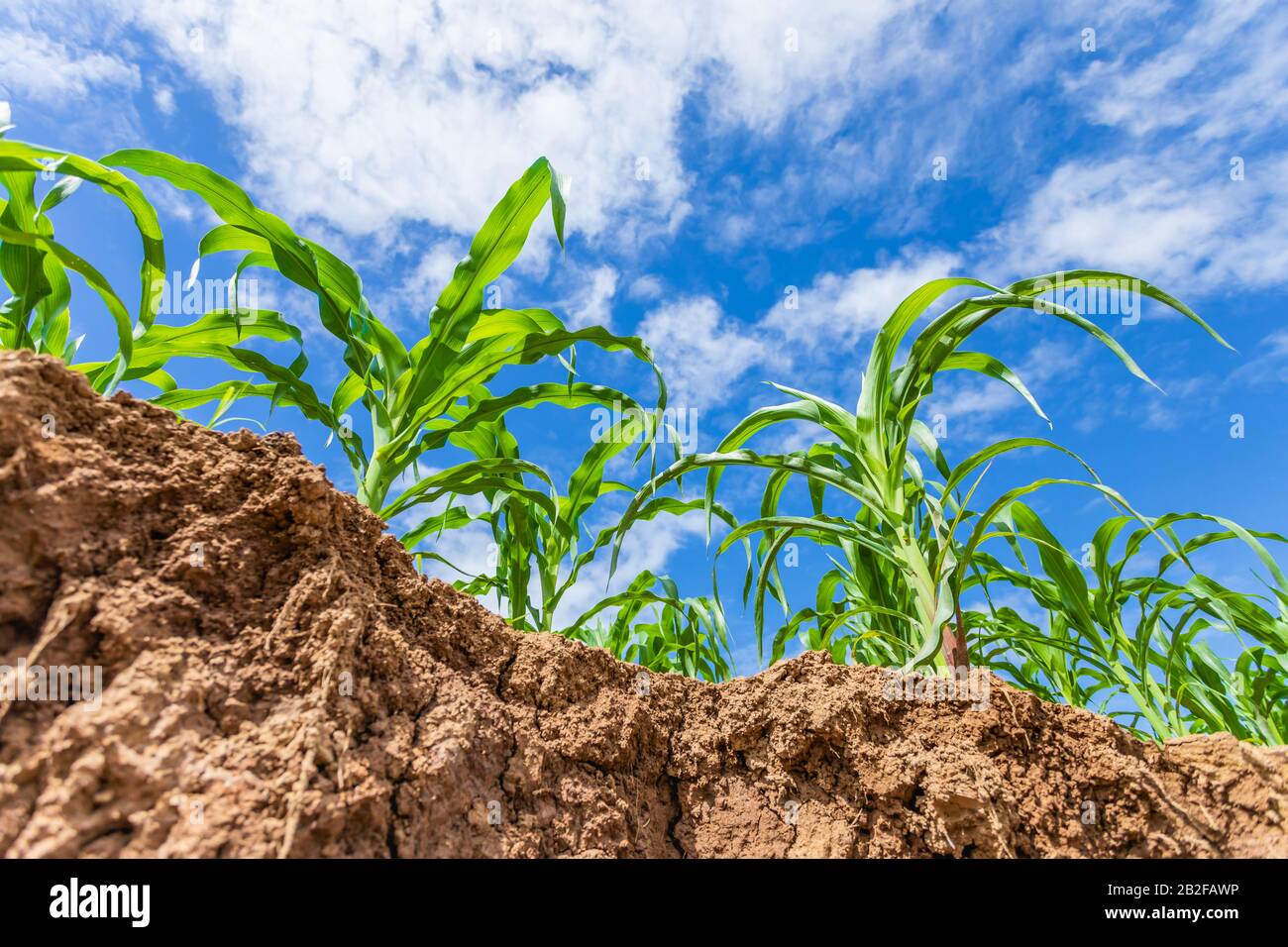 Young green corn field, Row of corn plantation near sliding soil ...