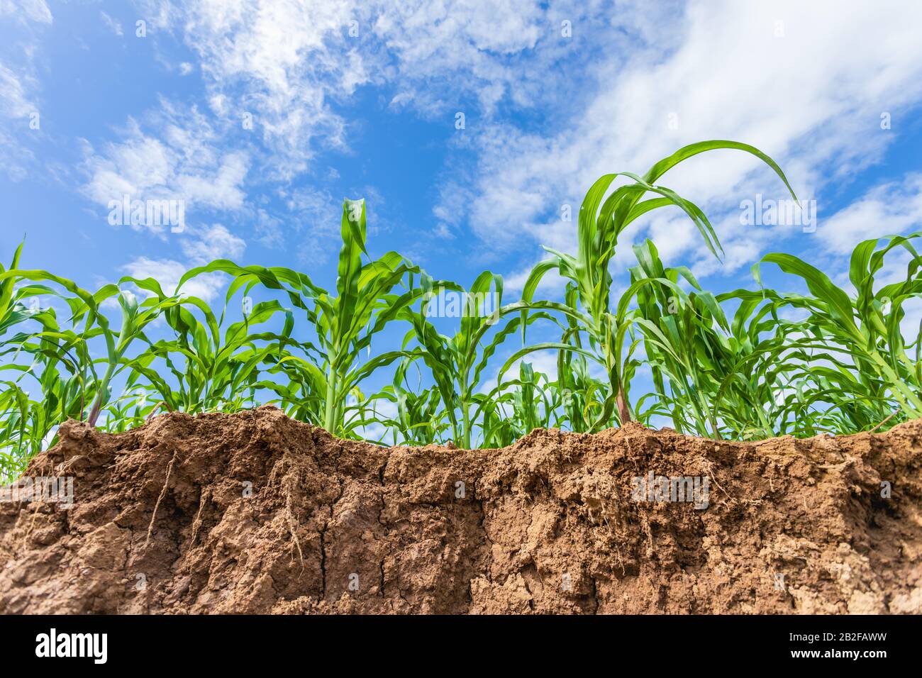 Young green corn field, Row of corn plantation near sliding soil ...