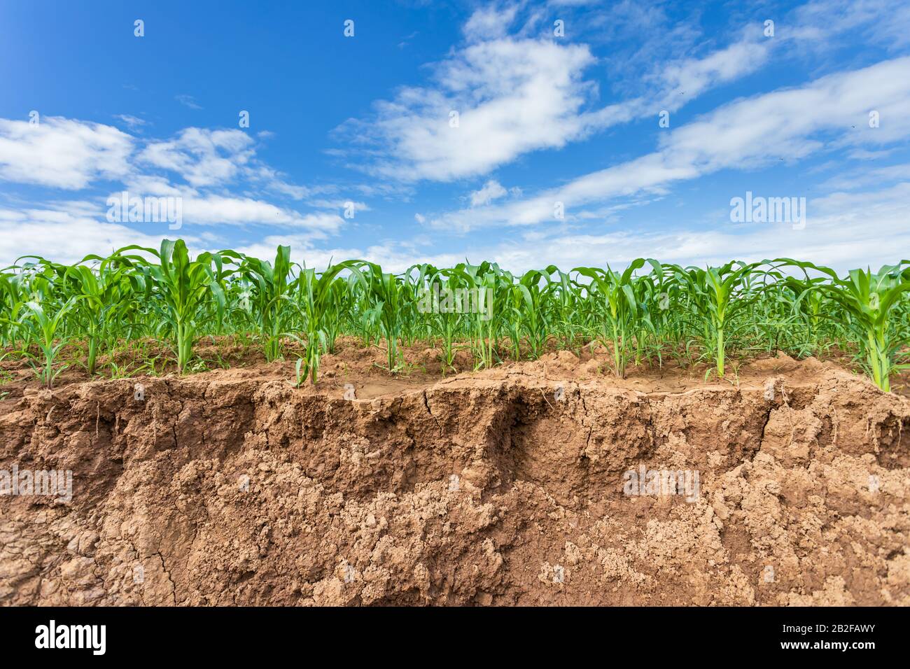 Young green corn field, Row of corn plantation near sliding soil ...