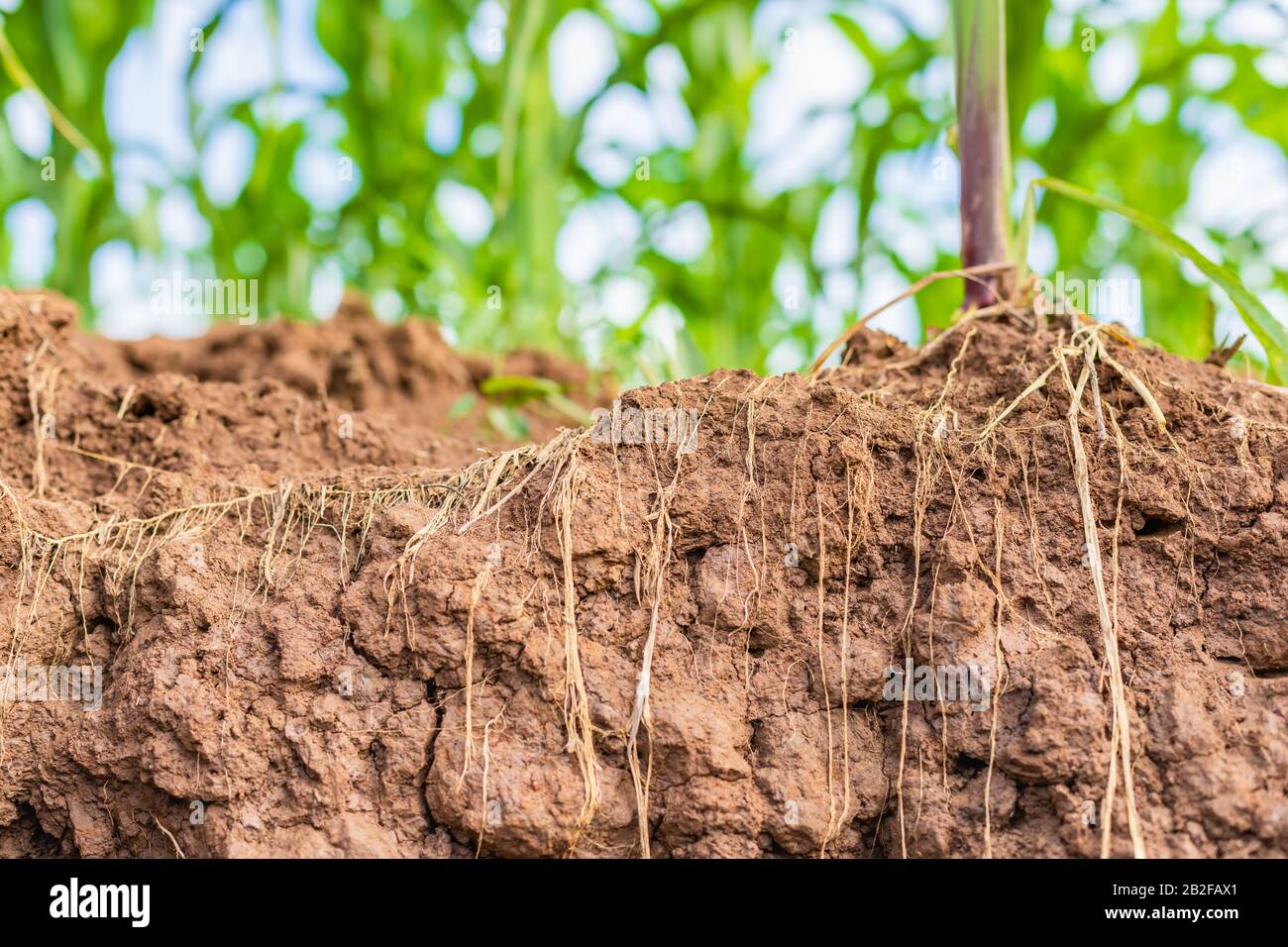 Macro root of young corn in field and texture of soil. Environment ...