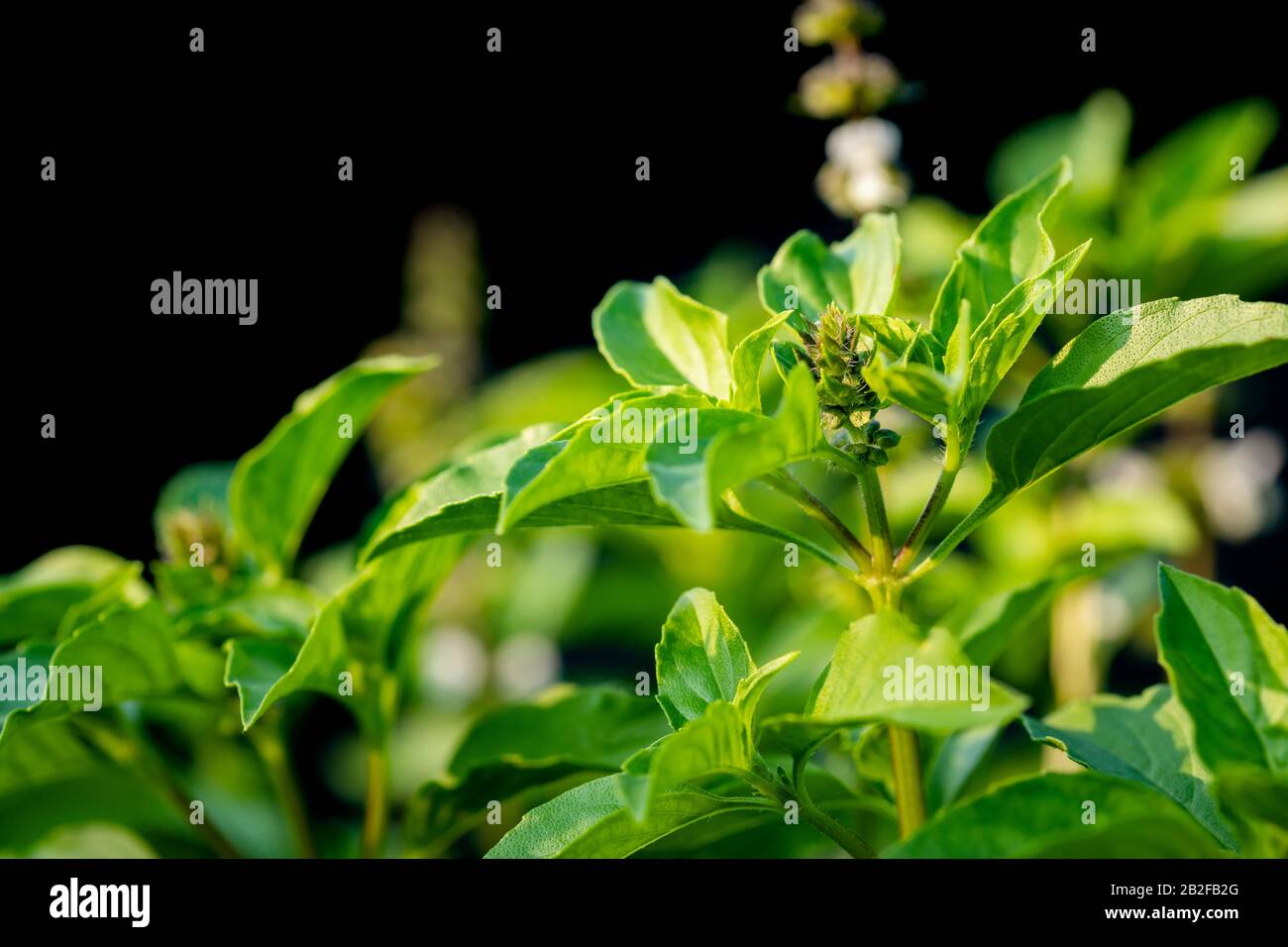 Macro green leaf and flower of Thai Hairy Basil or holy basil tree ...
