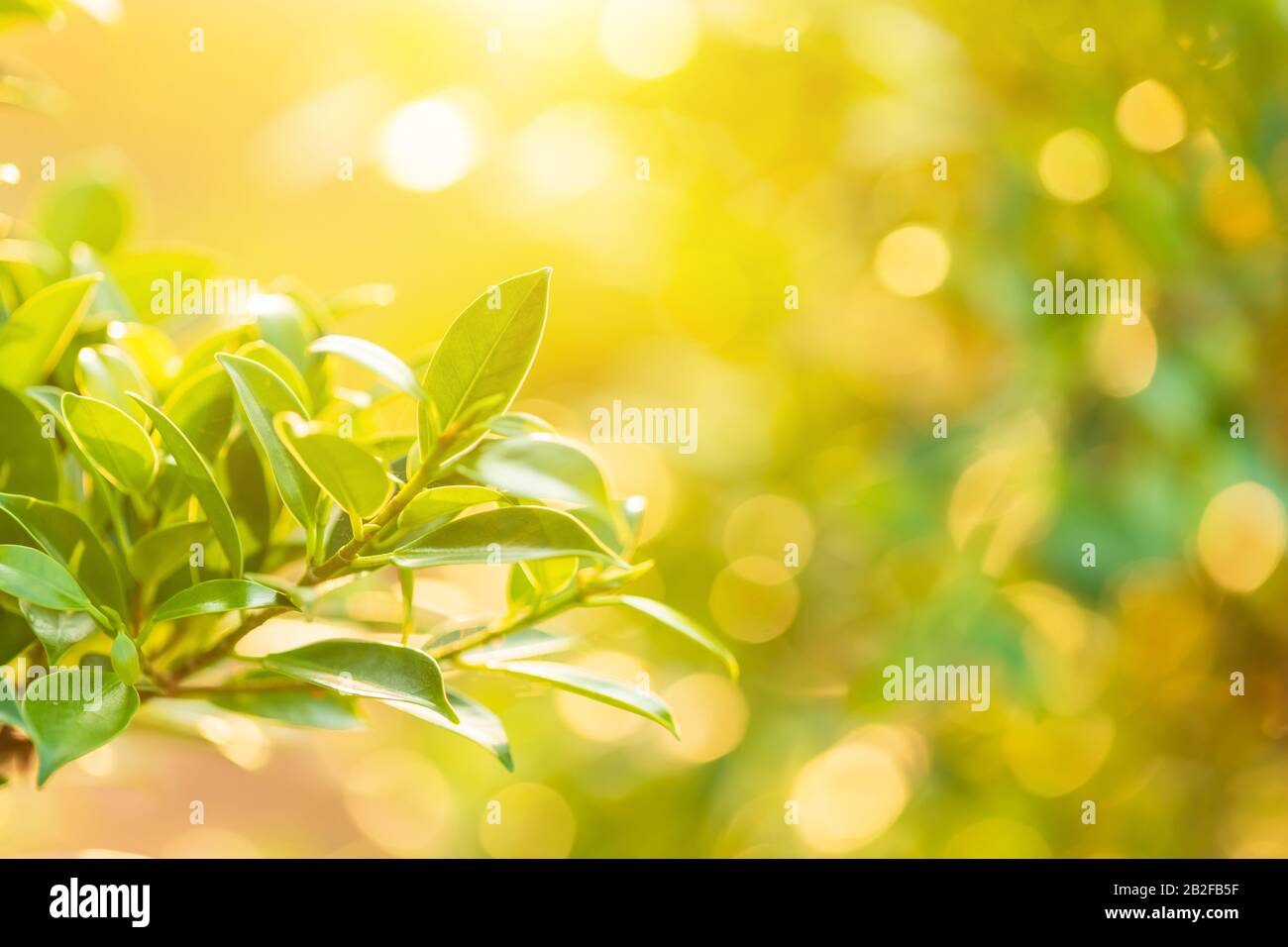Sunlight trees background blur hi-res stock photography and images - Alamy