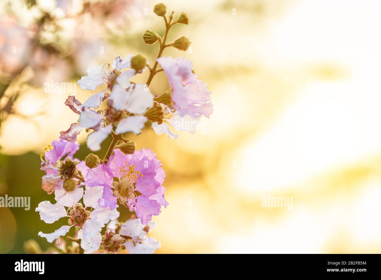 Inthanin tree hi-res stock photography and images - Alamy