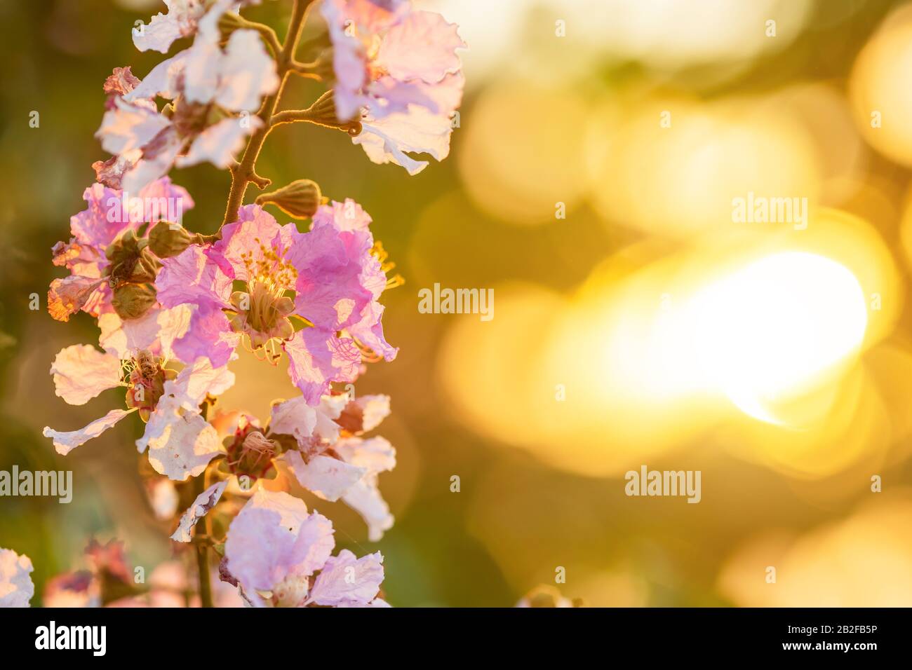 Macro flower of Queen's Flower tree or Lagerstroemia speciosa (Inthanin ...