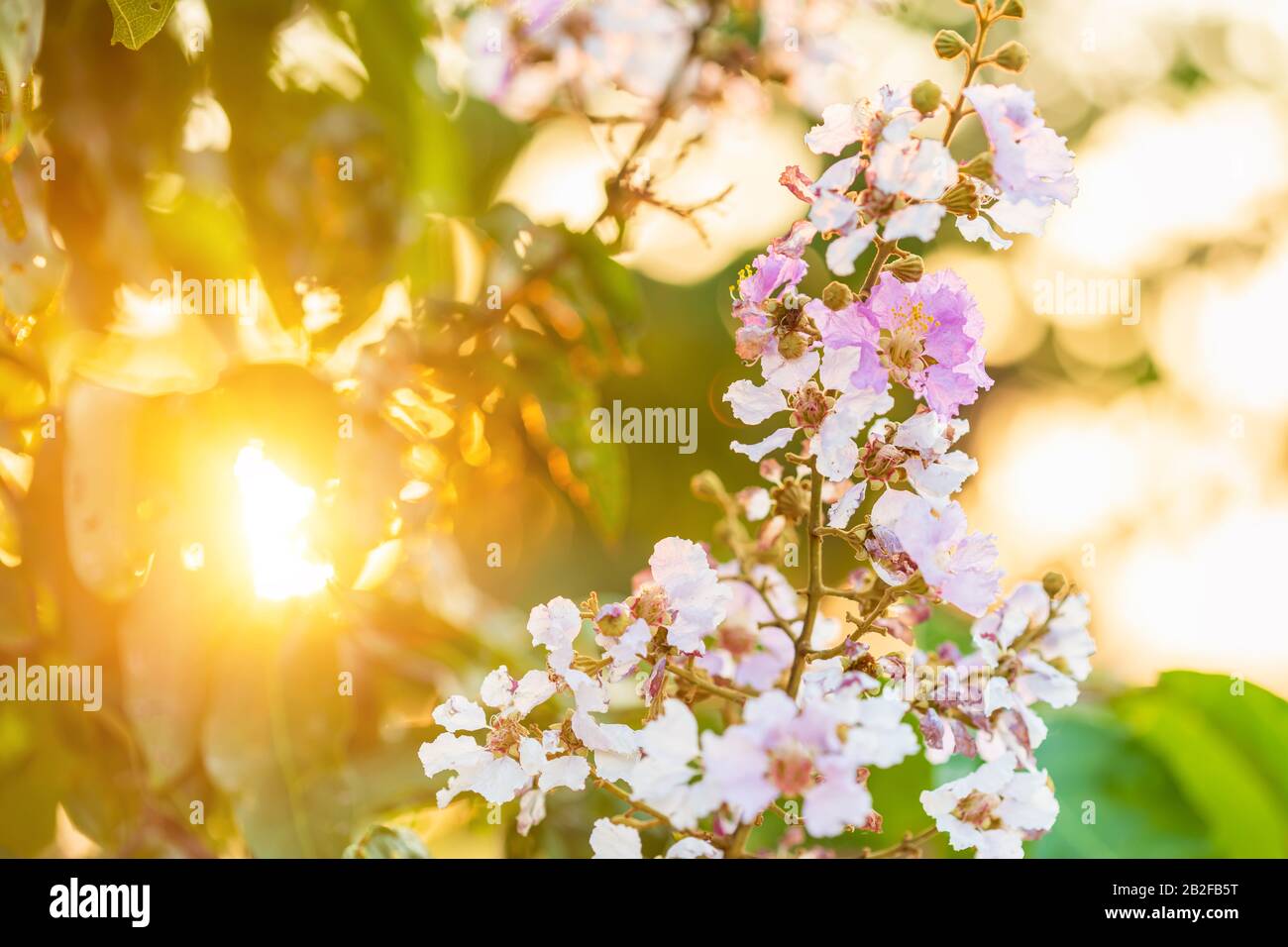 Macro flower of Queen's Flower tree or Lagerstroemia speciosa (Inthanin ...
