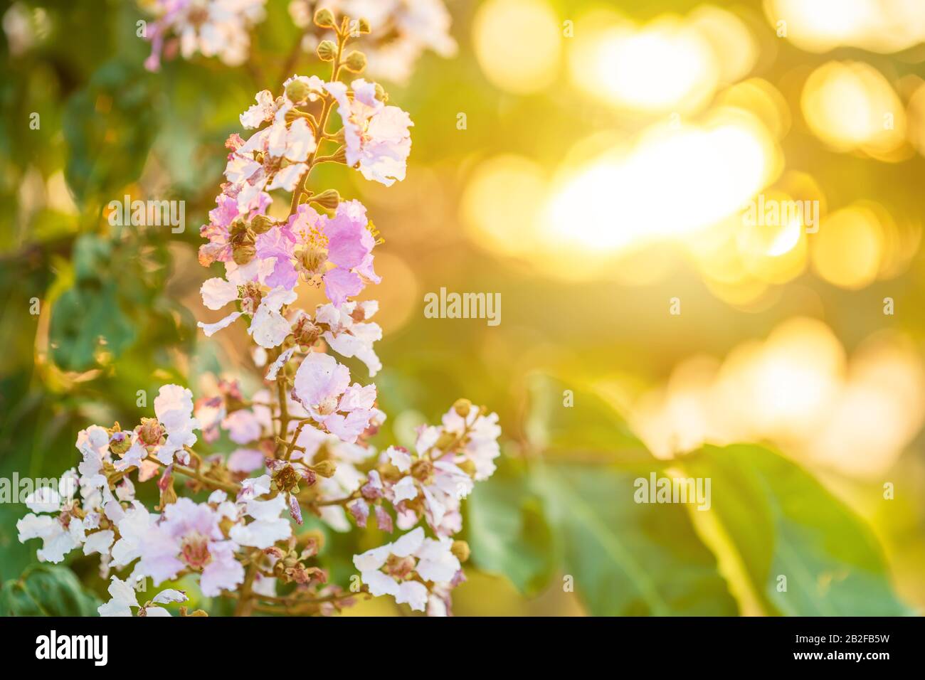 Macro flower of Queen's Flower tree or Lagerstroemia speciosa (Inthanin ...