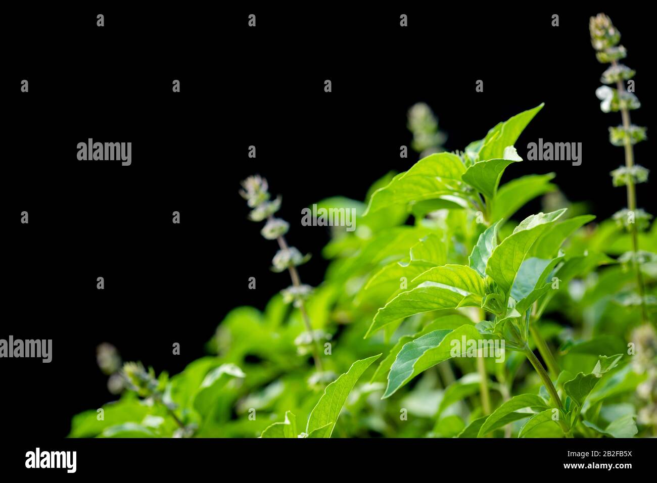 Macro green leaf and flower of Thai Hairy Basil or holy basil tree ...