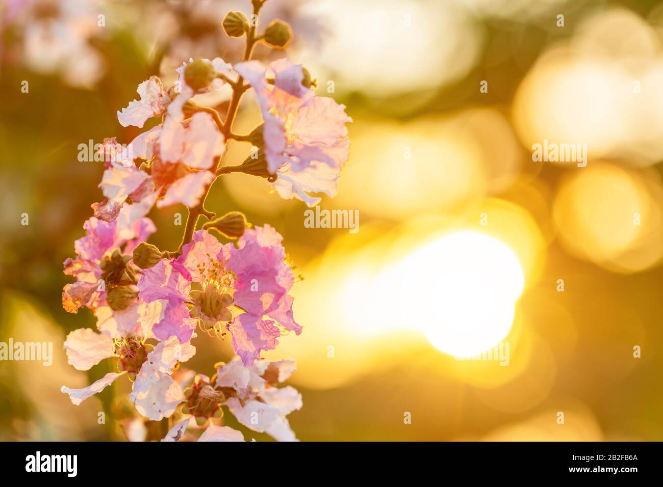 Macro flower of Queen's Flower tree or Lagerstroemia speciosa (Inthanin ...
