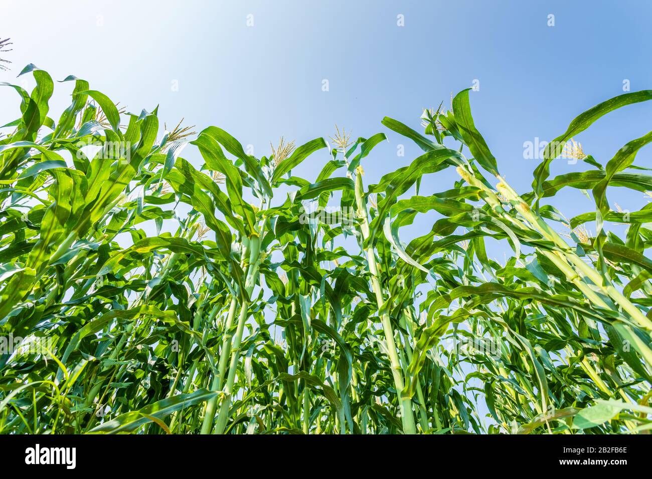 Young green corn field, Row of corn plantation near sliding soil ...