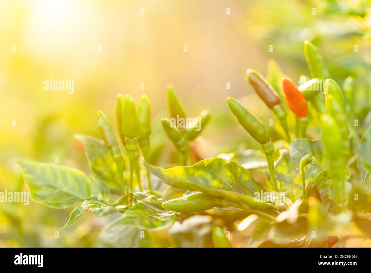 Macro small fresh Thai chilli tree in garden at morning time with blur ...