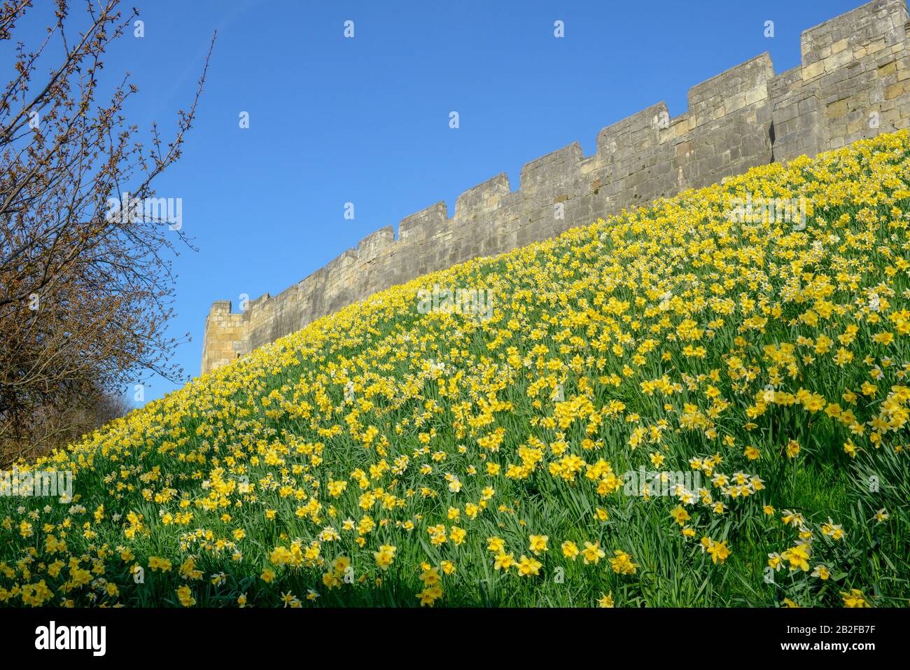 Spring daffodils in flower on York city walls Stock Photo - Alamy