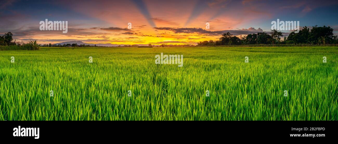 Panorama landscape of young green rice field and beautiful sky sunset ...