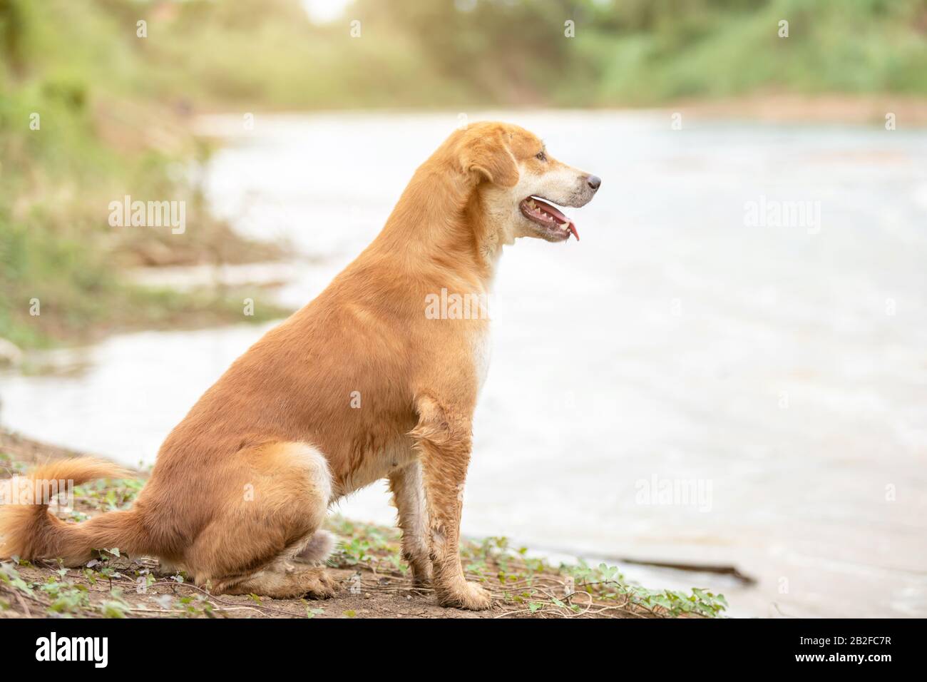 One of brown dog (pure breeds or Thai breeds) sitting near the river ...