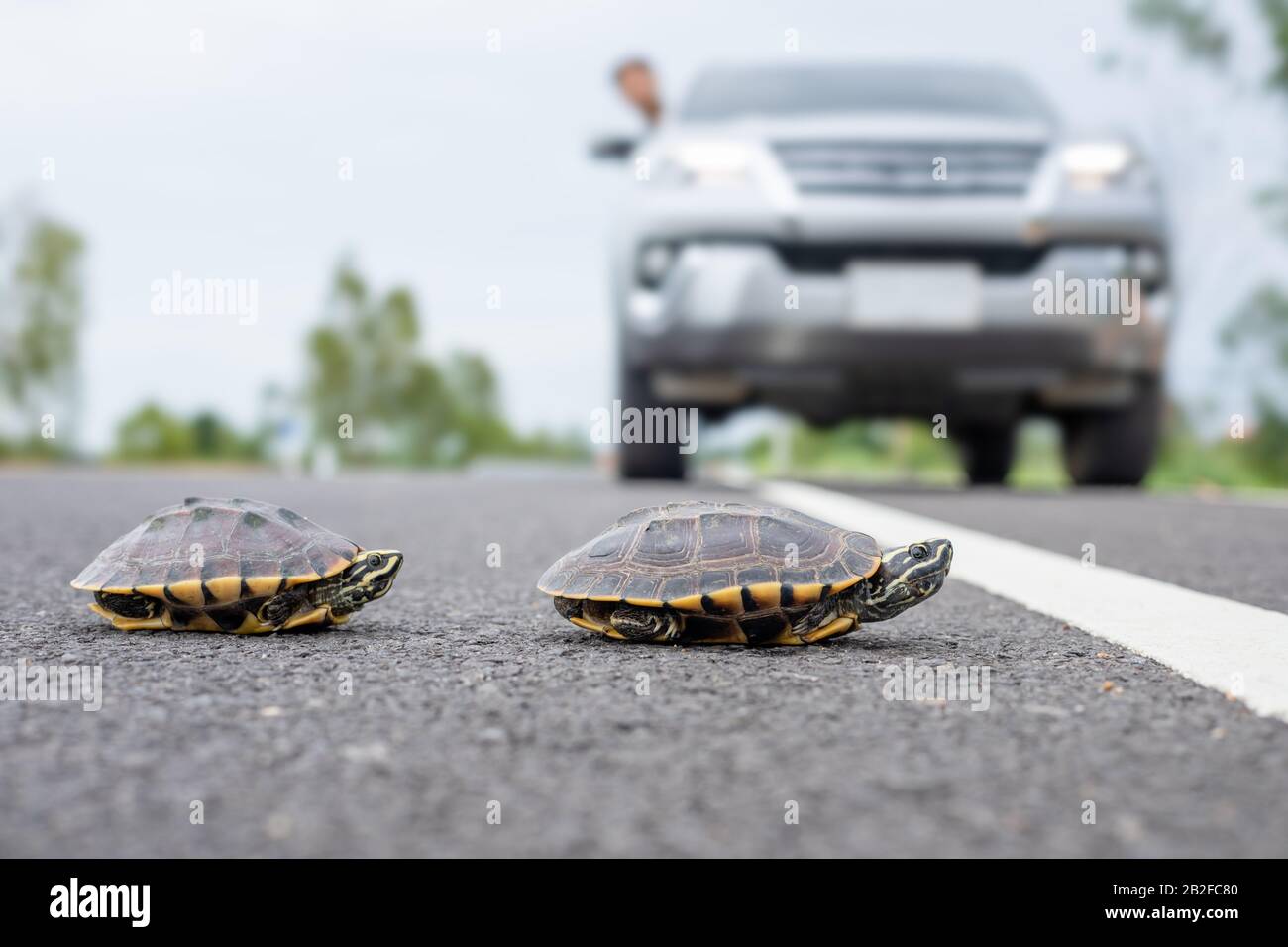Close up turtle crossing the road. Driver stop the car to let turtle ...