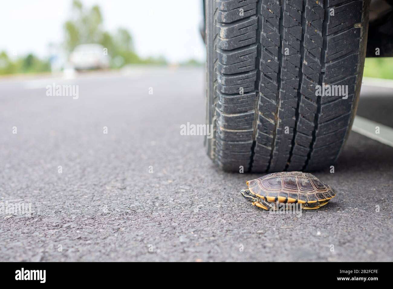Close up turtle under the car. Wheel of car almost to tread a turtle on ...