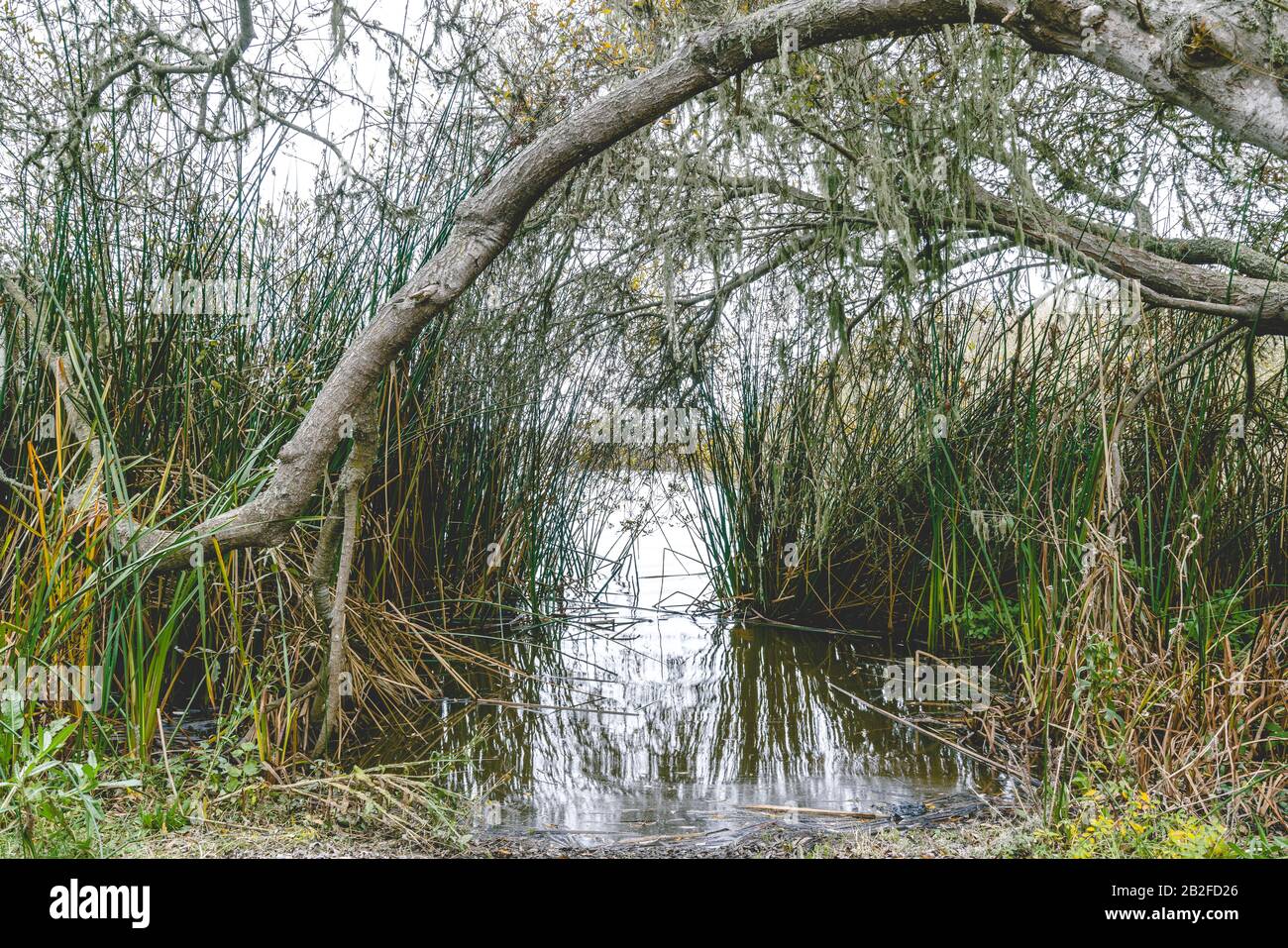 California native birds hi-res stock photography and images - Alamy