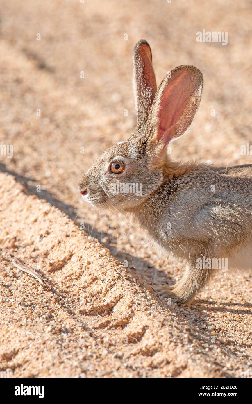 A scrub hare - Lepus saxatilis - tentatively crosses a sandy dirt road ...