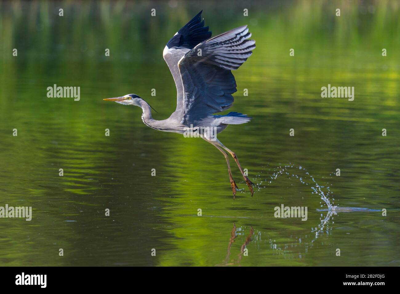 natural gray heron (ardea cinerea) taking-off from water with spread ...