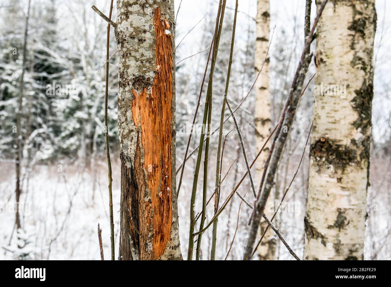Rubbing antlers on hi-res stock photography and images - Alamy