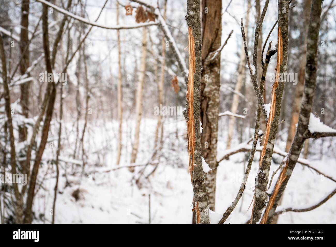 Deer rub tree hi-res stock photography and images - Alamy