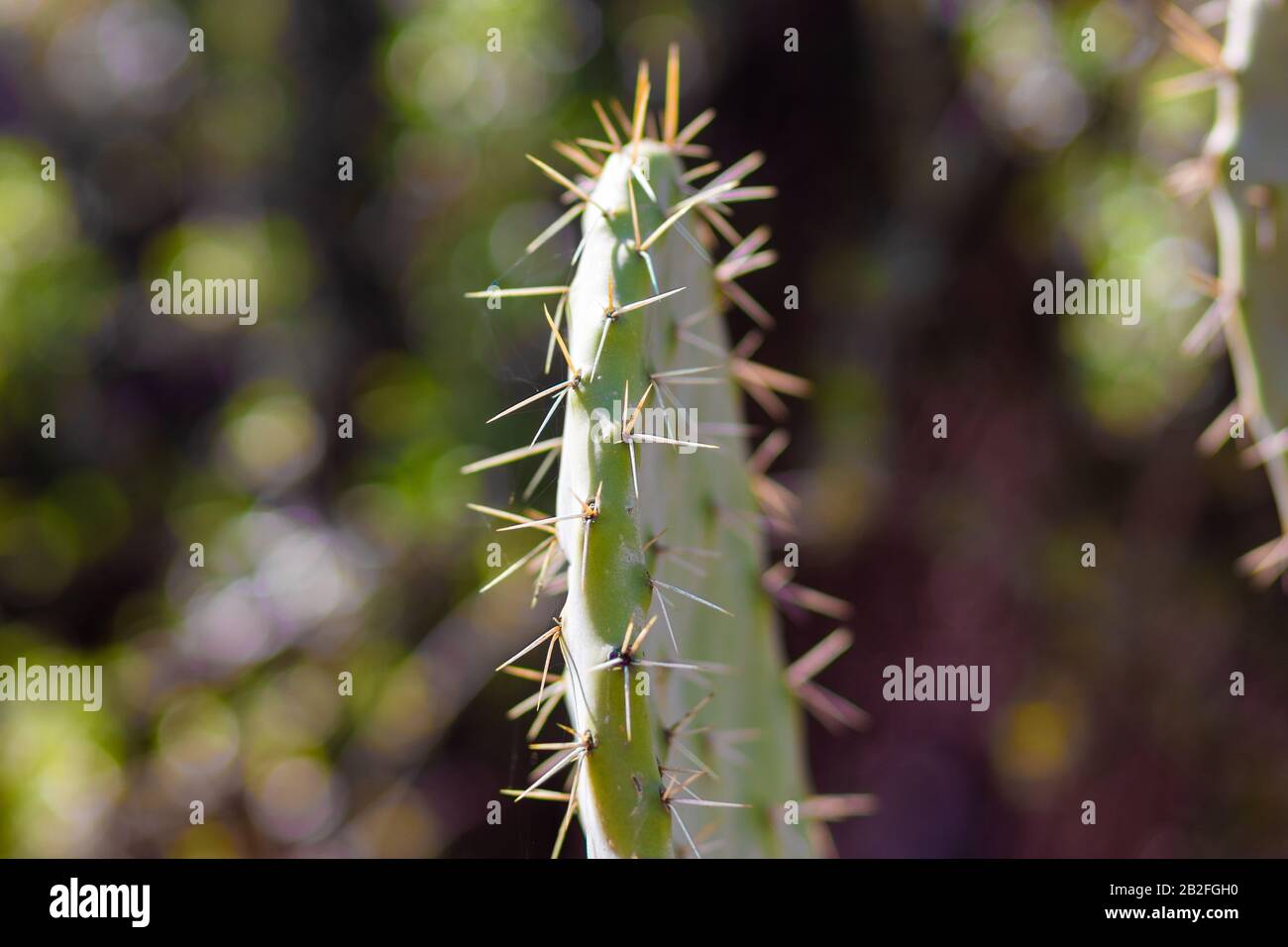 Sataf hi-res stock photography and images - Alamy