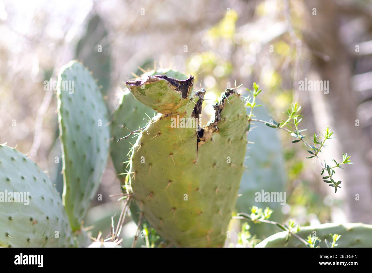 Sataf hi-res stock photography and images - Alamy