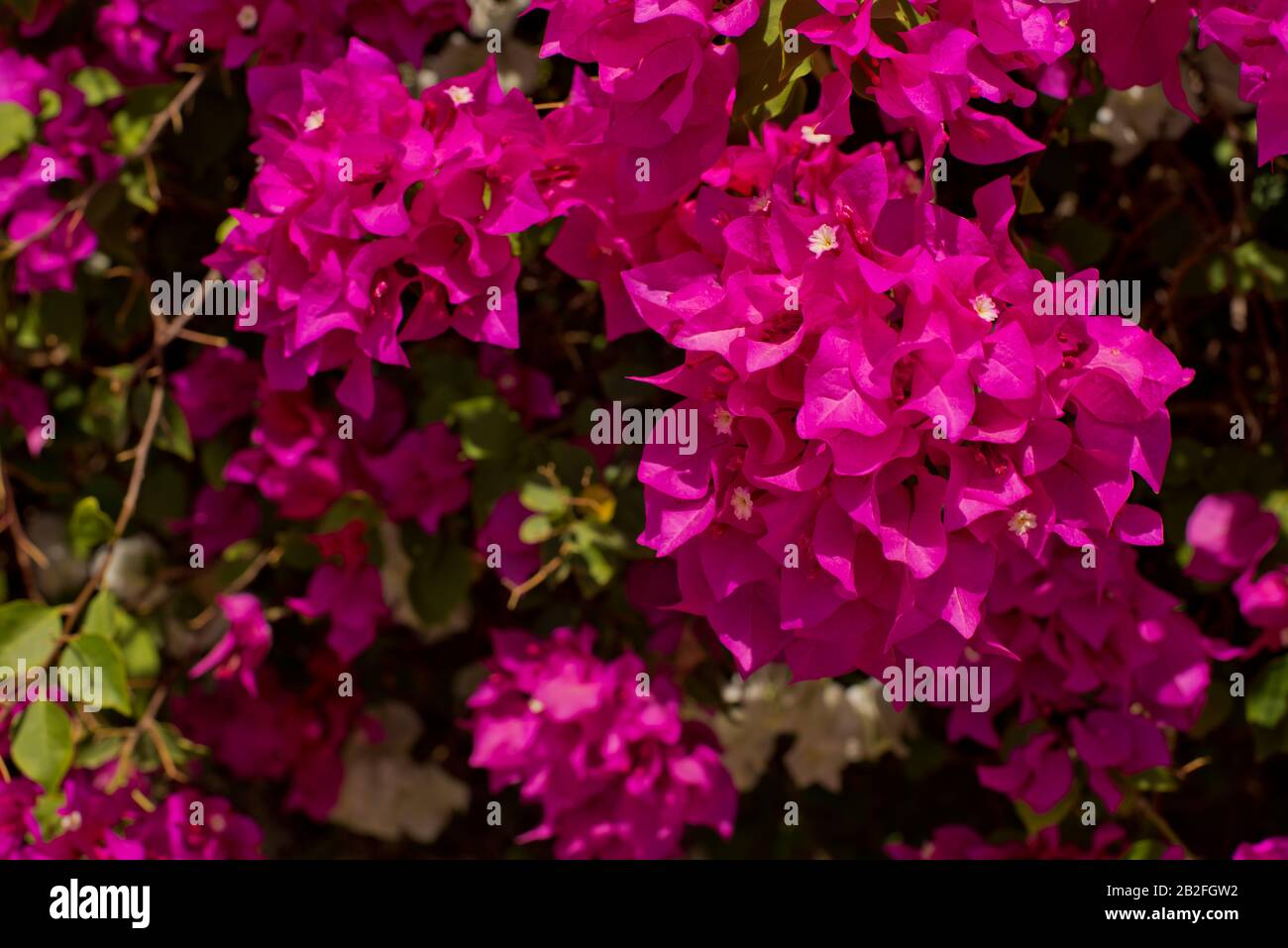 Red flowers texture hi-res stock photography and images - Alamy