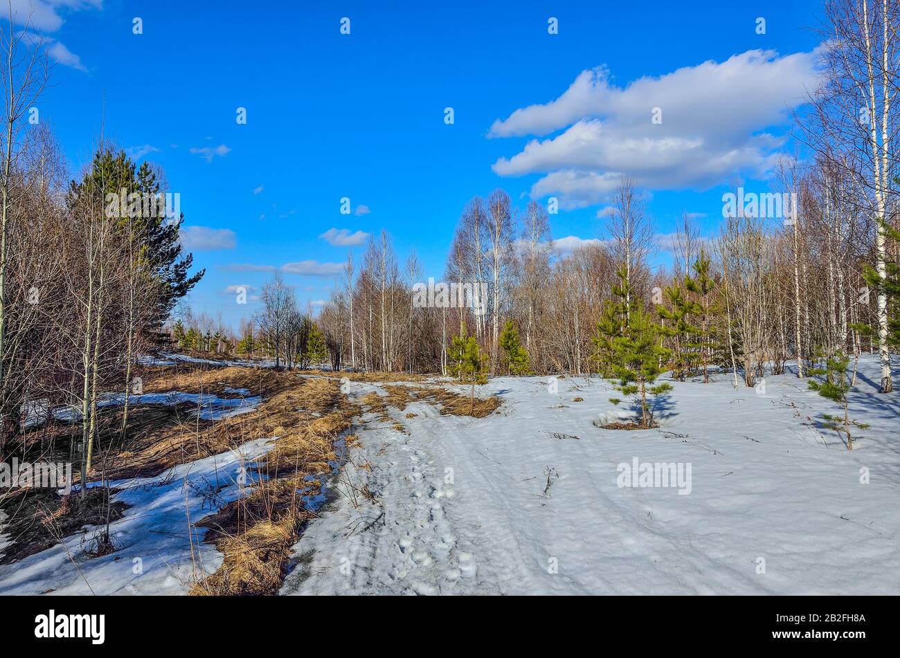 Spring thaw in the forest. Winter snow melts, thawed patches of dry ...