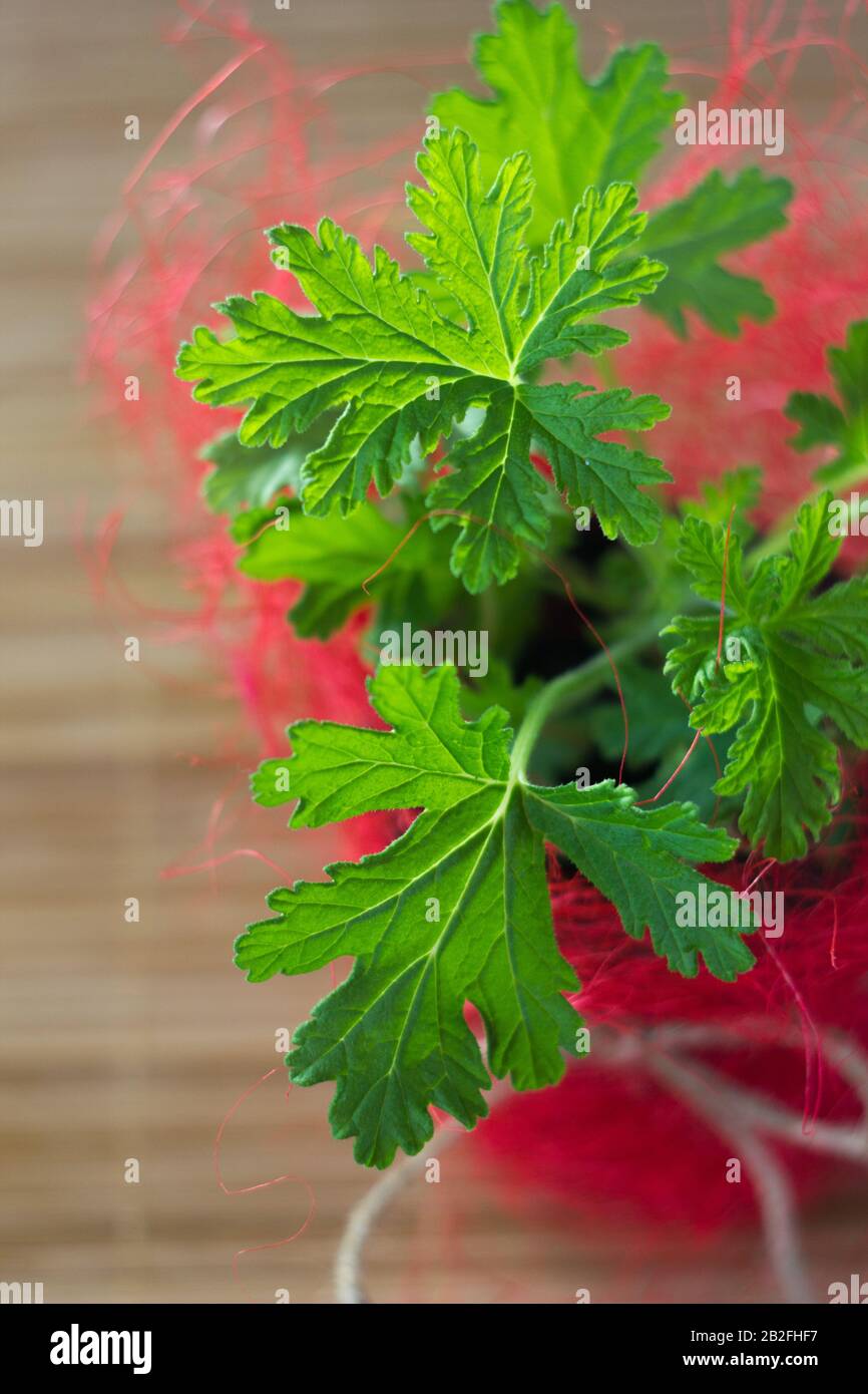 Pelargonium leaves. Lemon scented pelargonium - home plant in red ...