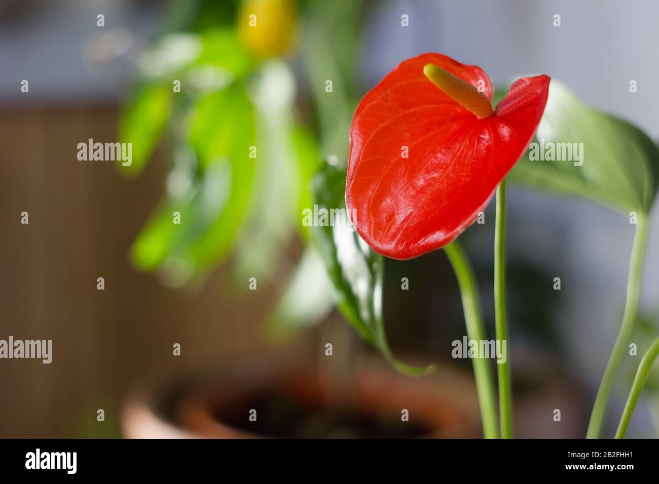 Red anthurium also known as tailflower, flamingo flower and laceleaf ...