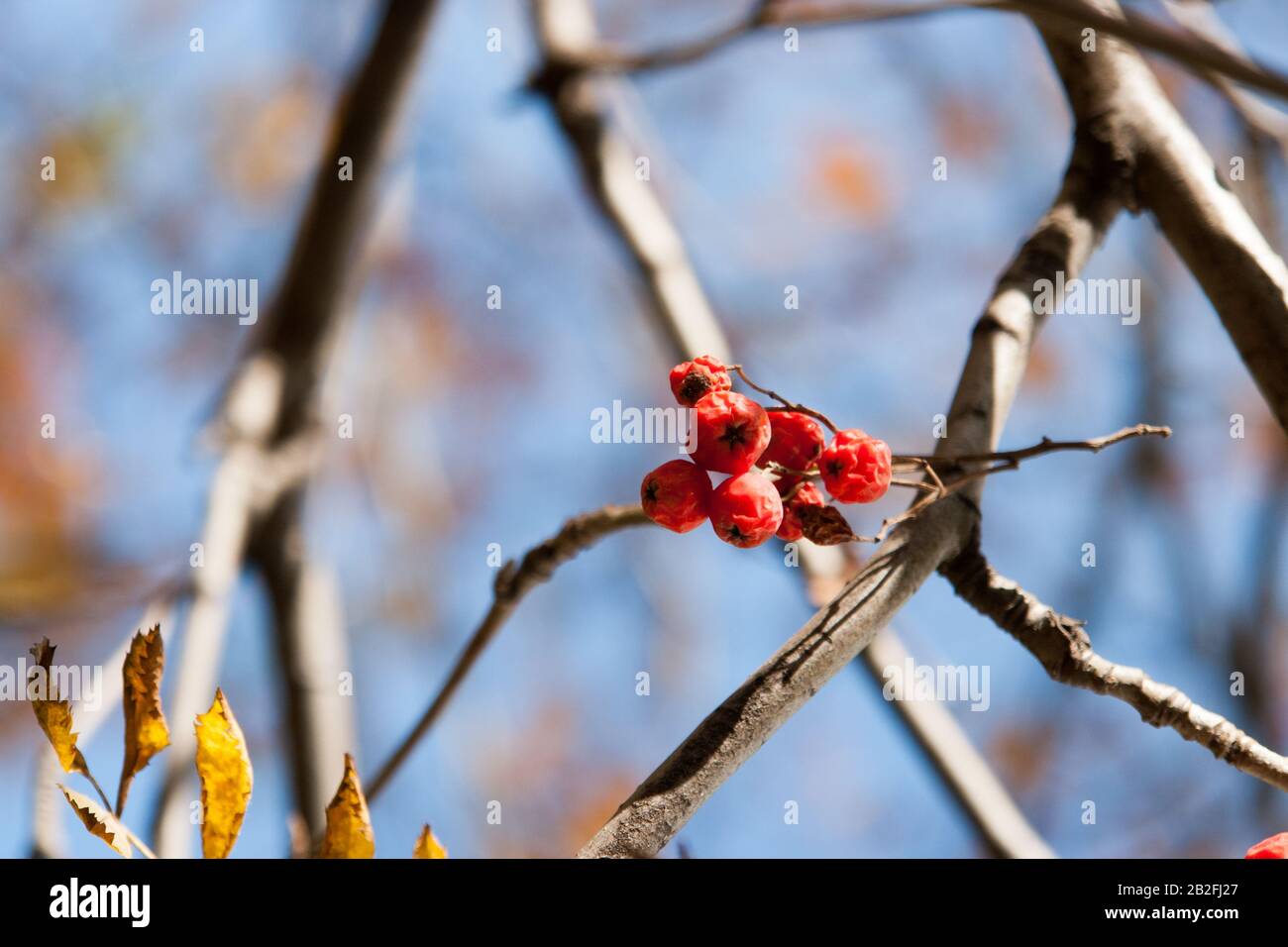 Autumn tree with red berries and colorful leaves. Selective focus Stock ...