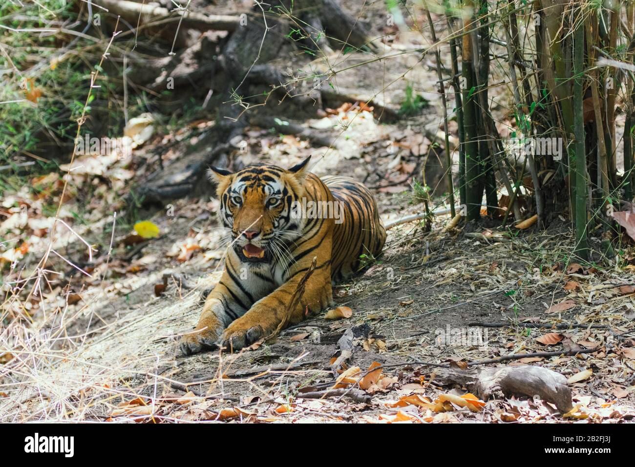 Tiger sanctuary hi-res stock photography and images - Alamy