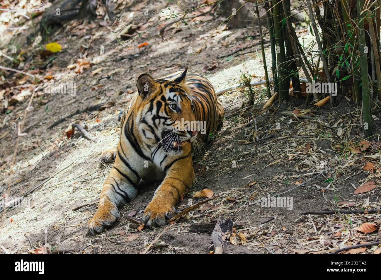 Portrait of a tiger at Bandhavgarh National Park in Madhya Pradesh in ...