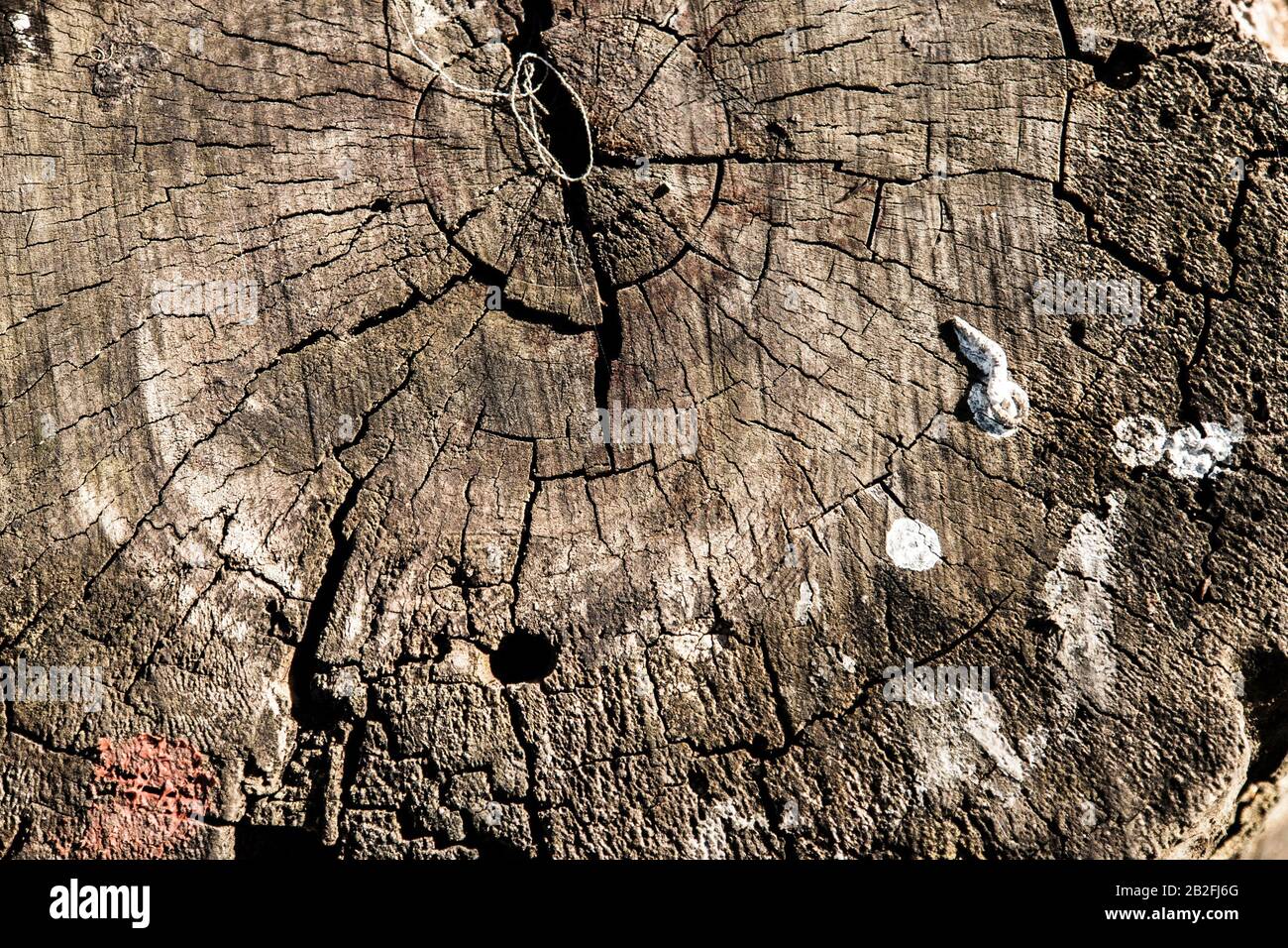 Surface of timber background. Autumn stump texture Stock Photo - Alamy