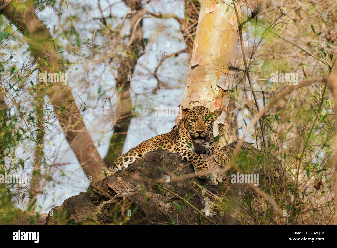 National park india leopards hi-res stock photography and images - Alamy