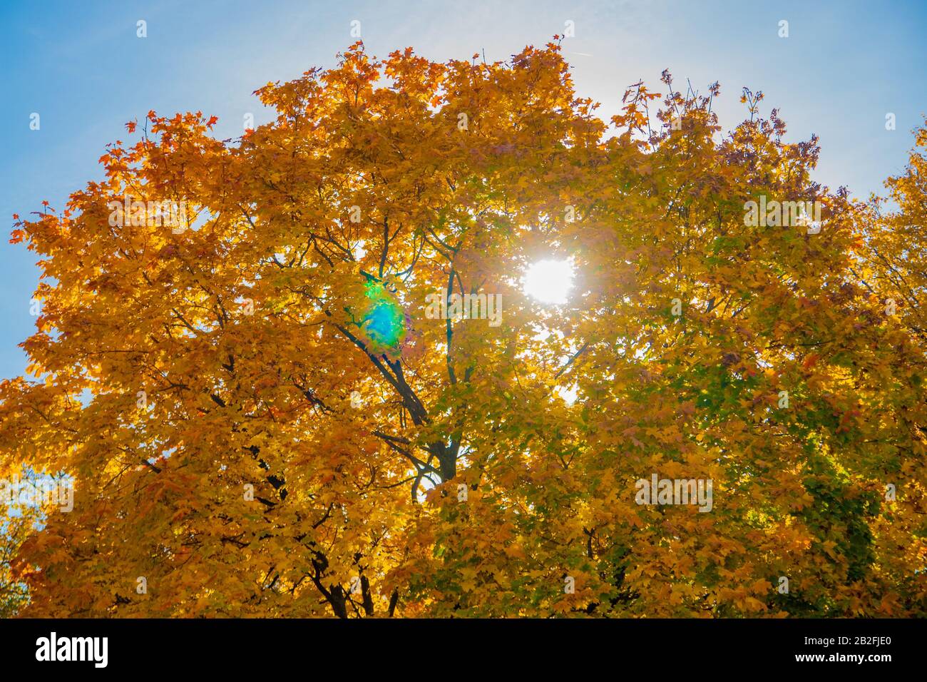 Autumn leaves with the blue sky background Stock Photo - Alamy