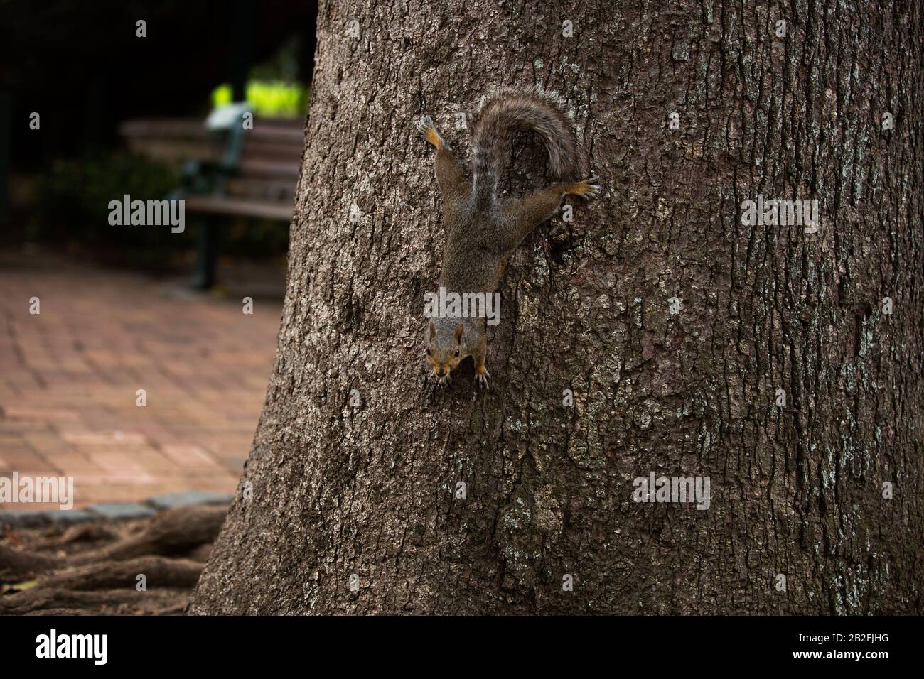 Grey Squirrel (Sciurus carolinensis) found in the Company's Gardens ...