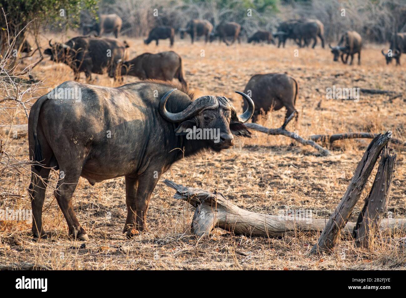 Buffalo looking back while walking towards cattle Stock Photo - Alamy