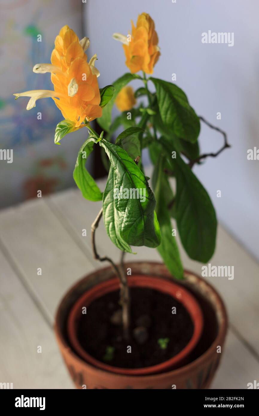 Yellow flowers of the Golden Shrimp plant Pachystachys Lutea ...