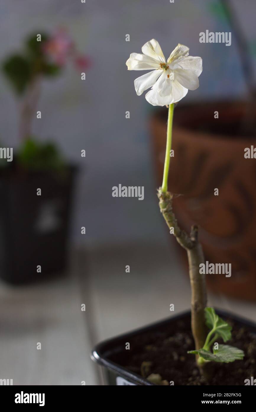 Geranium. White flower of Geranium - popular home plant Stock Photo - Alamy