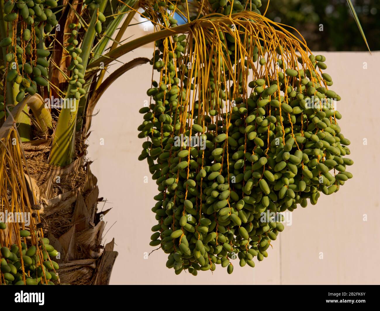 Green dates on a palm tree Stock Photo - Alamy