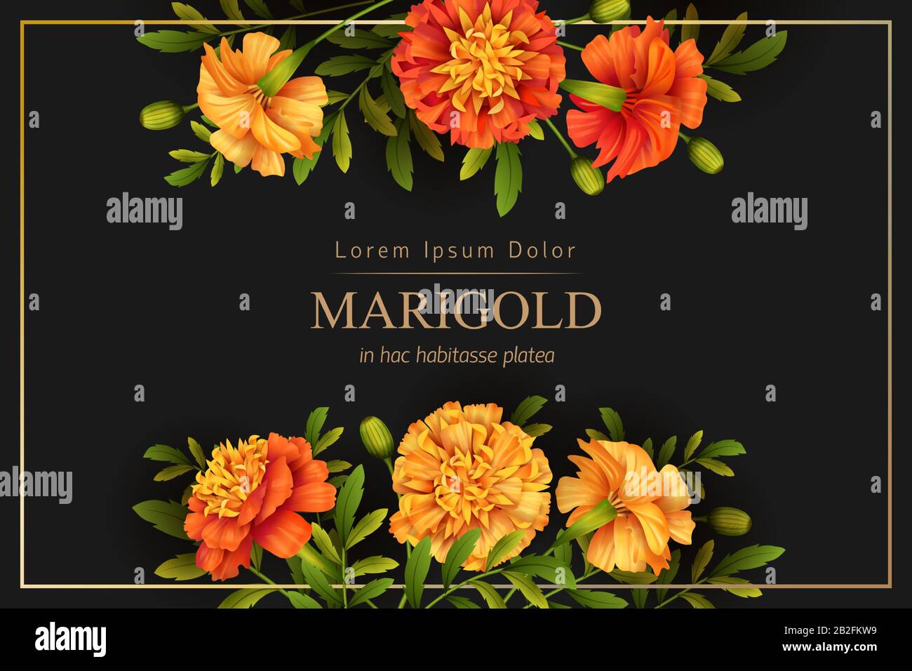 Marigold flower calendula black background Stock Vector Images - Alamy