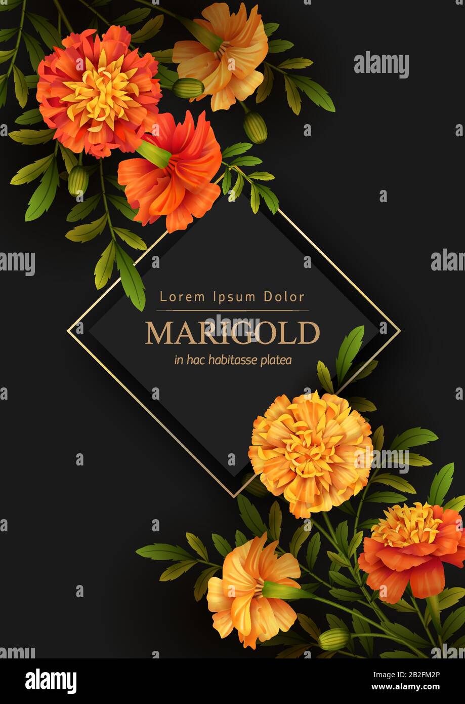 Marigold flower calendula black background hi-res stock photography and ...