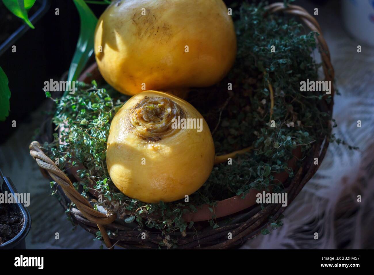Yellow Turnip High Resolution Stock Photography and Images - Alamy