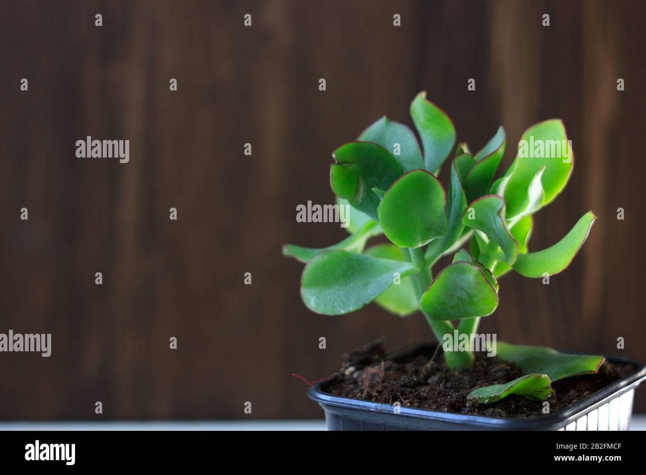 The succulent plant crassula blue bird - kind of crassula home plant ...