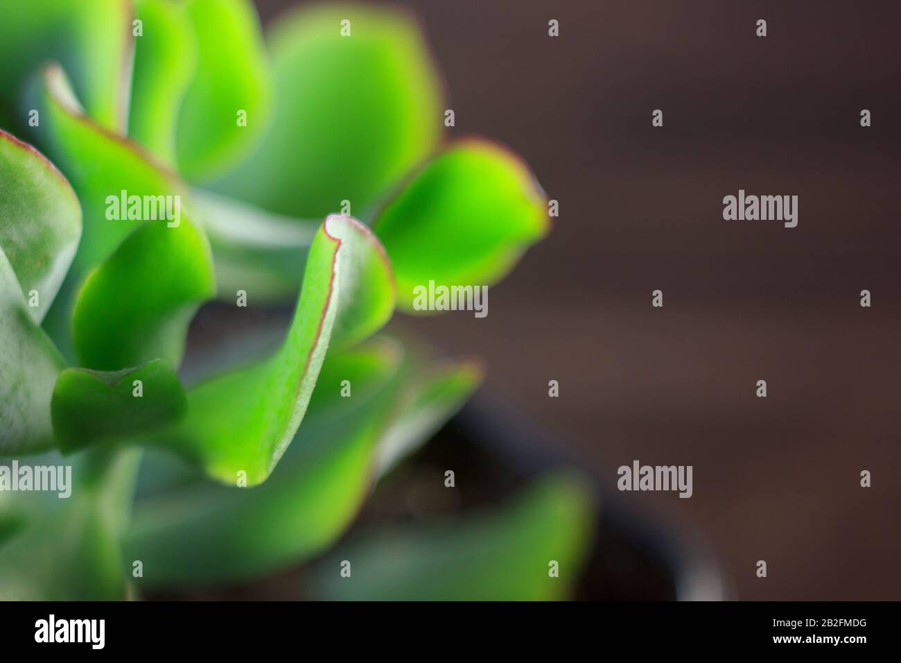Green succulent home plant - crassula blue bird Stock Photo - Alamy